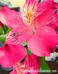 12 Simple Romantic Gestures #KYTrySomethingNew #CollectiveBias